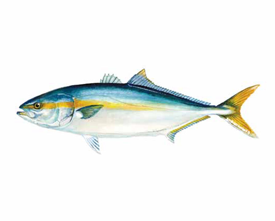 Menu Archive - Taros Fish